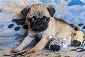 Pug for Sale | Puppies | Pawrade.com