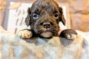 Cockapoo for Sale | Puppies | Pawrade.com