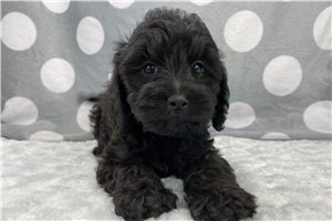 Cockapoo for Sale | Puppies | Pawrade.com