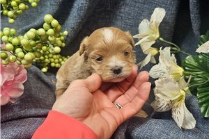 Malti Poo - Maltipoo for Sale | Puppies | Pawrade.com