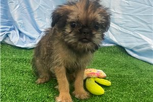 Brussels Griffon for Sale | Puppies | Pawrade.com