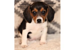 Beagle Puppies for Sale | Pawrade.com
