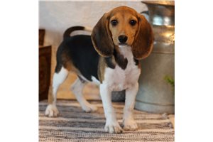 Beagle Puppies for Sale | Pawrade.com