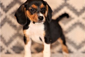 Beagle Puppies for Sale | Pawrade.com