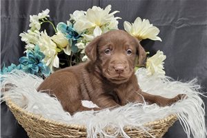 Lucy - Labrador Retriever Puppy B32E01 | Pawrade