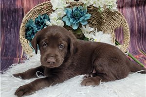 Labrador Retriever for Sale | Puppies | Pawrade.com