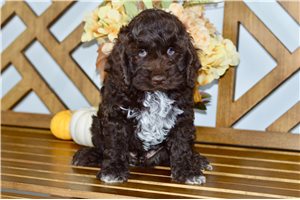 Cockapoo for Sale | Puppies | Pawrade.com