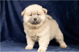 Chow Chow for Sale | Puppies | Pawrade.com