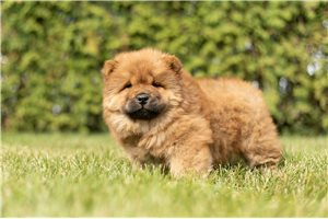 Chow Chow for Sale | Puppies | Pawrade.com