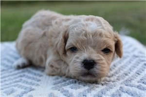 Peekapoo for Sale | Puppies | Pawrade.com