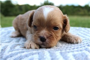 Peekapoo for Sale | Puppies | Pawrade.com