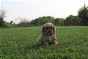 Peekapoo for Sale | Puppies | Pawrade.com