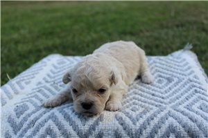 Peekapoo for Sale | Puppies | Pawrade.com