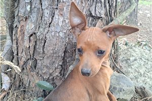 Miniature Pinscher for Sale | Puppies | Pawrade.com