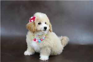 Bich-Poo - Bichpoo for Sale | Puppies | Pawrade.com