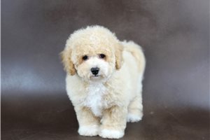 Bich-Poo - Bichpoo for Sale | Puppies | Pawrade.com