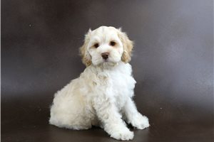Cockapoo for Sale | Puppies | Pawrade.com