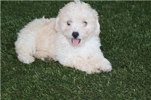 Bich-Poo - Bichpoo Puppies for Sale | Pawrade.com