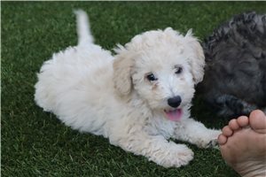 Bich-Poo - Bichpoo Puppies for Sale | Pawrade.com