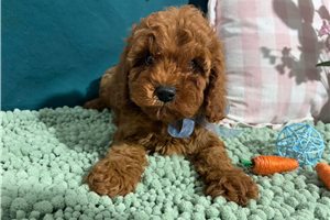 Cavapoo Puppies for Sale | Cavadoodles Near Me | Pawrade.com
