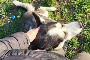 Siberian Husky for Sale | Puppies | Pawrade.com
