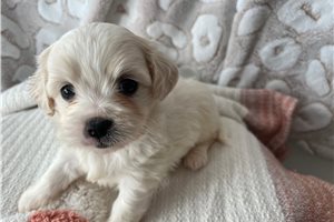 Peekapoo for Sale | Puppies | Pawrade.com