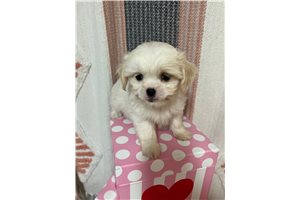 Peekapoo for Sale | Puppies | Pawrade.com