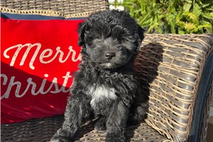 Shih-Poo - Shihpoo for Sale | Puppies | Pawrade.com
