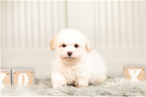 Bich-Poo - Bichpoo for Sale | Puppies | Pawrade.com