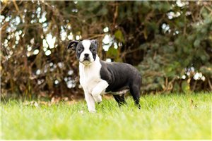 Boston Terrier for Sale | Puppies | Pawrade.com