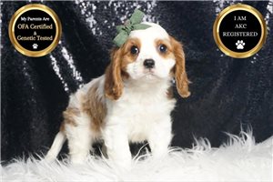 The Ultimate Cavalier King Charles Spaniel Puppy Ownership Guide ...