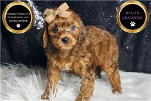 Cavapoo Puppies for Sale | Cavadoodles Near Me | Pawrade.com