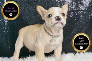 Small Dogs for Sale | Toy Puppy Breeds | Pawrade.com