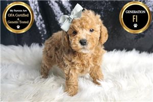 Puppies for Sale | Adopt Yours Today | Pawrade.com