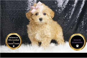 Small Dogs for Sale | Toy Puppy Breeds | Pawrade.com