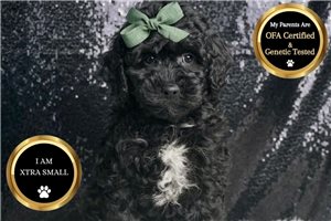 Mini Goldendoodle for Sale | Puppies | Pawrade.com