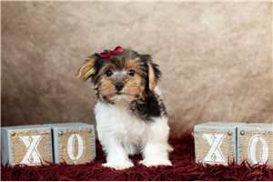 Morkie / Yorktese for Sale | Puppies | Pawrade.com