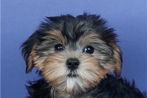 Morkie / Yorktese Puppies for Sale | Pawrade.com
