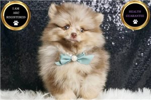 Small Dogs for Sale | Toy Puppy Breeds | Pawrade.com