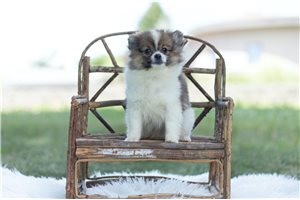 Puppies & Dogs for Sale | Pawrade.com