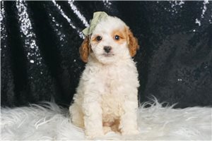 Hypoallergenic Puppies for Sale | Pawrade.com