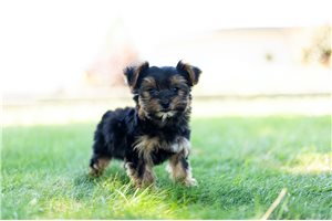 Yorkshire Terrier - Yorkie for Sale | Puppies | Pawrade.com