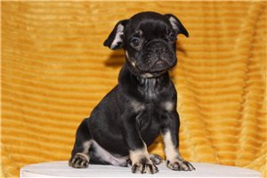 French Bulldog Puppies for Sale | Puppies | Pawrade.com