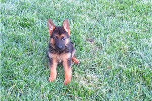 German Shepherd for Sale | Puppies | Pawrade.com