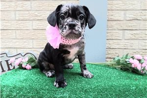 Exotic Bully for Sale | Puppies | Pawrade.com