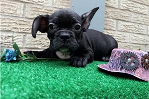 Exotic Bully for Sale | Puppies | Pawrade.com