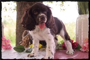 Cocker Spaniel Puppies for Sale | Pawrade.com