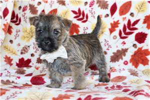 Cairn Terrier for Sale | Puppies | Pawrade.com
