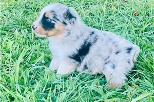 Miniature Australian Shepherd Puppies for Sale | Pawrade.com