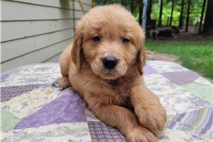 The Ultimate Golden Retriever Puppy Ownership Guide - Pawrade.com